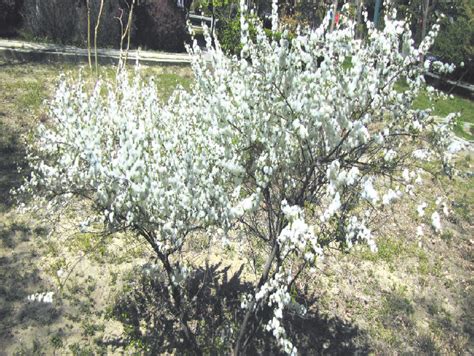 重瓣白花麦李 北方园林植物图鉴及应用