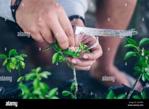 Asexual Plant Propagation Asexual Plant Propagation