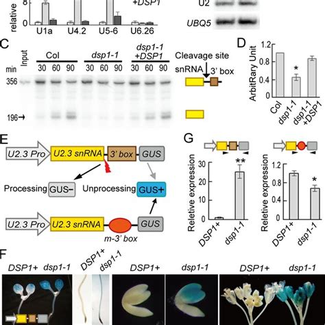 Different Types Of Alternative Polyadenylation And Their Possible Download Scientific Diagram