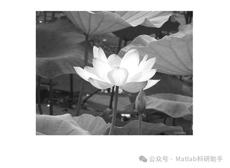【图像处理】图像的边缘检测附matlab代码图像处理中边缘有几种类型 Csdn博客