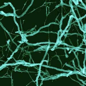 Micrococcus Antarcticus 2 Photograph By Dennis Kunkel Microscopy