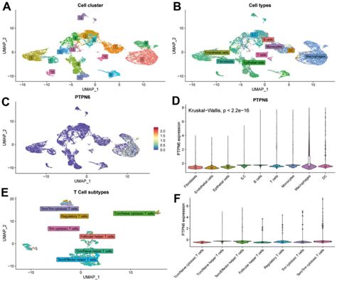 Single Cell Sequence Analyzing Ptpn6 Related Cell Type Distribution In