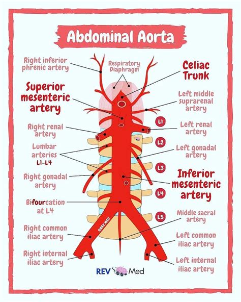Anatomia De La Aorta What Is The Aorta Kufi