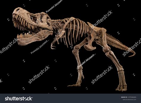 3 075 Imágenes De T Rex Bones Imágenes Fotos Y Vectores De Stock