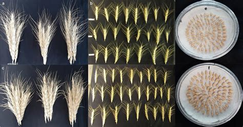 Figures A And B Represent Spike Of A Control Wheat Plants Whereas C Download Scientific