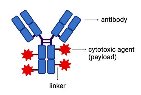 Antibody Drug Conjugate Revolution In Cancer Treatment Oncobites