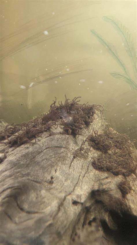 Stringy Wormlike Algae R Aquariums