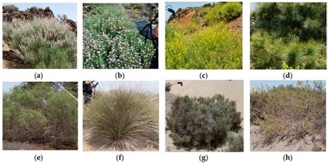 Sensors Free Full Text Assessment Of Atmospheric Algorithms To Retrieve Vegetation In