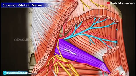 Superior Gluteal Nerve Anatomy Animation Usmle Youtube