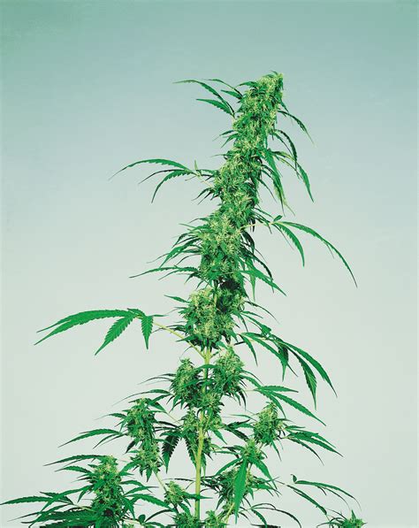 Cannabis Sativa Hash Marihuana And Hemp Museum
