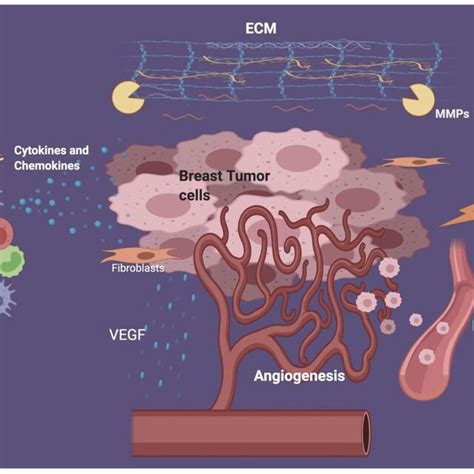 Breast Tumor Microenvironment Tme Interaction Among Breast Cancer Download Scientific