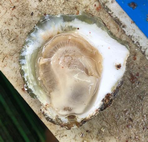 Exploring The World Of Oysters The European Flat Oyster Made For Oysters