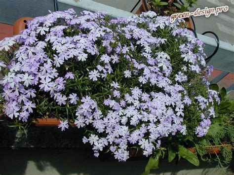 Флоксы в ландшафтном дизайне сада как выращивать цветы фото