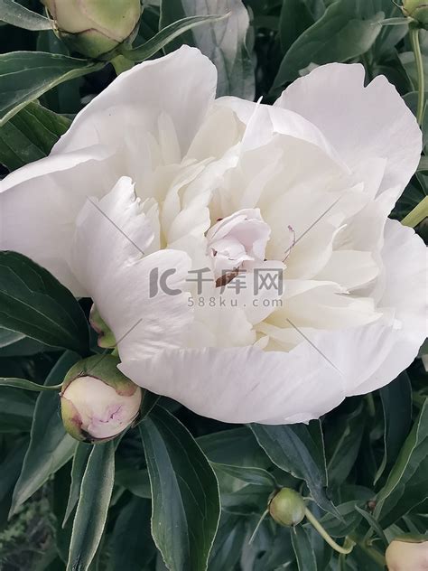 在绿叶中的美丽的白牡丹花高清摄影大图 千库网