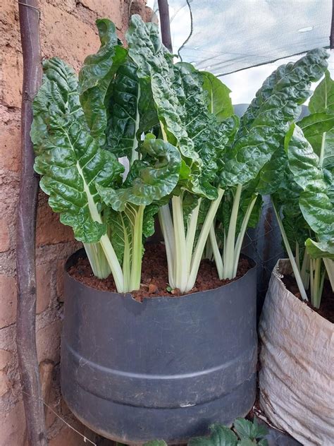 Kilimo Source Ltd On Linkedin Its Not All That Bad Despite The Hot Weather We Are Currently