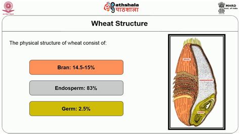 Wheat Grain Structure