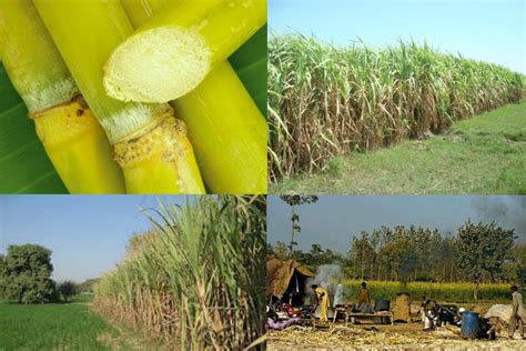 List Of Crops Grown In Pakistan At Ellie Roseby Blog