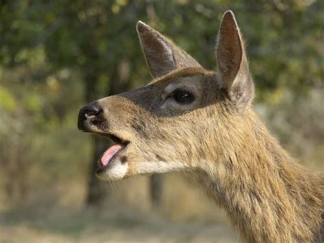 Deer Mouth Anatomy