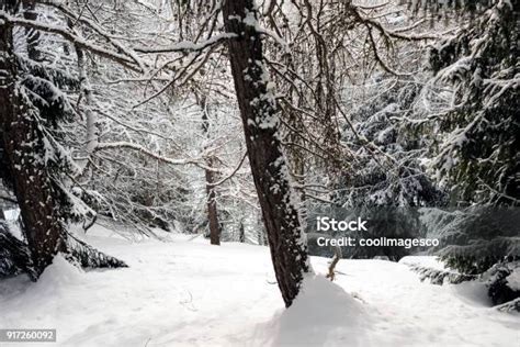 눈의 놀라운 볼 나무와 알프스 스위스에서 풍경 엽서 처럼 겨울에 덮여 0명에 대한 스톡 사진 및 기타 이미지 0명 겨울 계절 Istock
