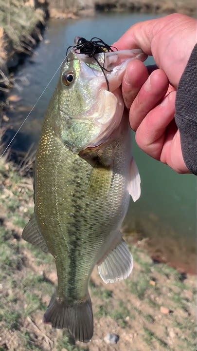 Spring Bass Fishing Using A Micro Jig Fishingdowntowndenver