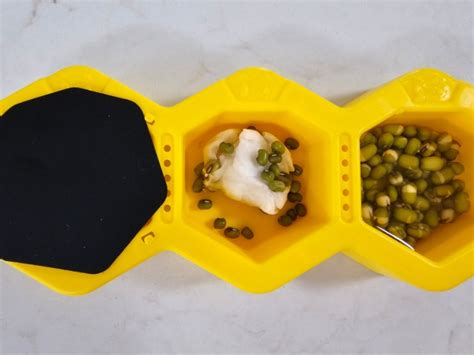 일상 서이추환영 식목일 기념 아이랑 씨앗 솜발아 실험 네이버 블로그