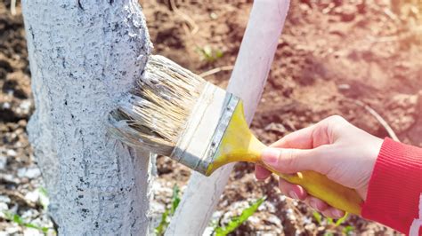 Листни въшки по пипера най добрите бабини рецепти