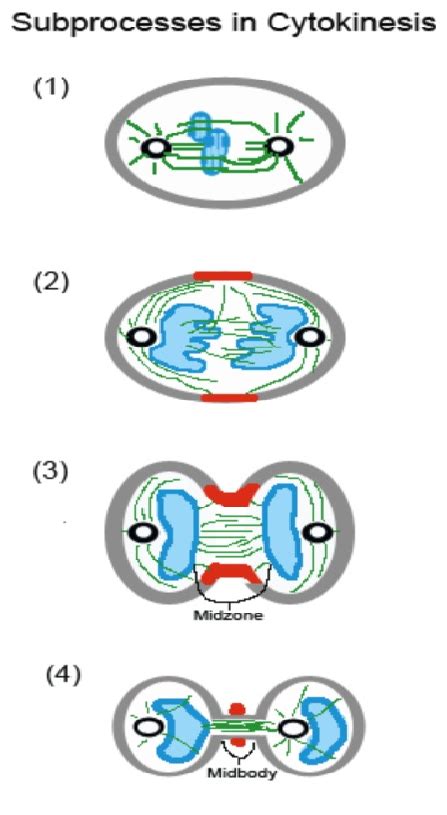 Comparing And Contrasting Interphase Mitosis And Cytokinesis Practice