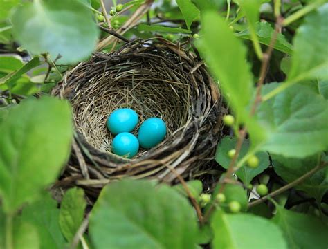 Why Are Robin Eggs Blue Color Biliverdin Evolutionary Advantage