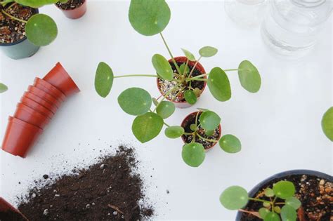 How To Propagate Pilea Peperomioides
