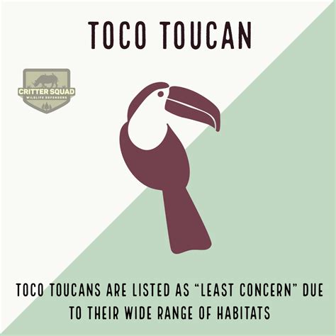 Toco Toucan Fact Sheet C S W D