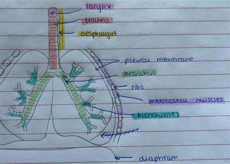 Gas Exchange In The Lungs Flashcards Quizlet