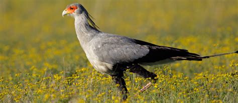 Molimo Nthuse Travel Information