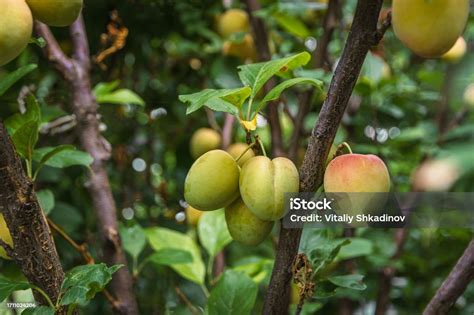 나뭇 가지에 잎이있는 신선한 육즙이 많은 둥근 매실 열매 과일과 함께 자연 배경입니다 자두는 나뭇 가지에 매달려 있습니다 나뭇가지에 익어가는 매화 정원의 녹색 가지에 자두