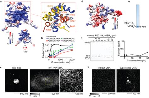 Dna Binding Surface Of The Rm Tdb Domain A Electrostatic Surface Download Scientific Diagram