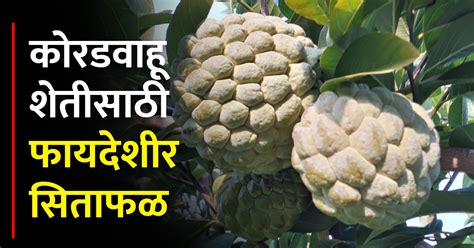 कोरडवाहू शेतीत सिताफळ लागवड कशी कराल How To Cultivate Custard Apple