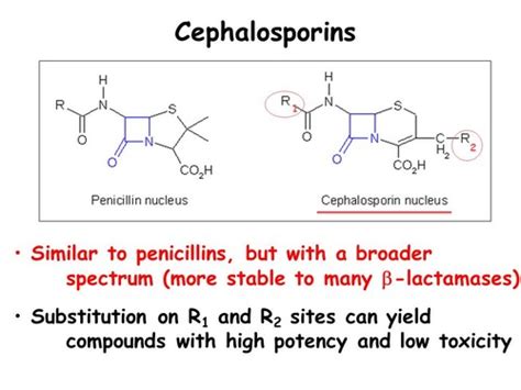 Intro To Antibiotics And Cell Wall Synthesis Cephalosporins Flashcards Quizlet