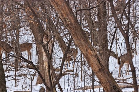 Ruffed Grouse Back Yard Biology