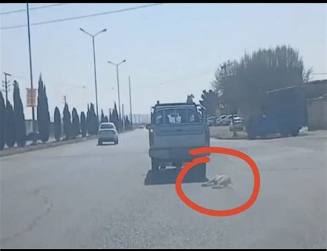 عکس برای عامل حیوان آزاری در سمنان پرونده قضایی تشکیل شد