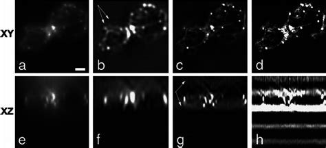 Ringing And Stripe Artifacts After Processing By A Linear Method Shown Download Scientific