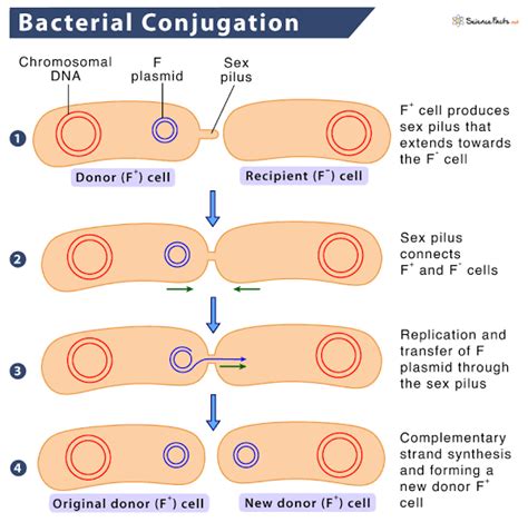 Conjugation Transformation And Transduction Classnotes Ng