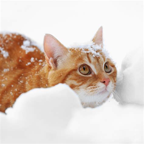 10 пород кошек которые любят зиму