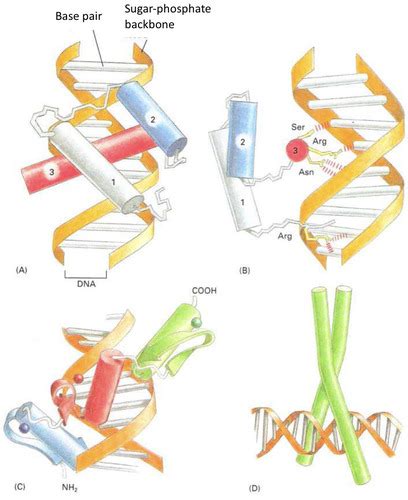 34 Regulation Of Gene Expression In Prokaryotes Operon Model Examples Flashcards Quizlet