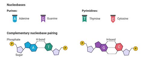 Nucleoside Definition Types Structure Functions