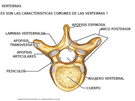 Sistema Oseo Partes De Los Huesos