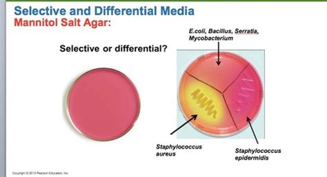 Micro Mediaculture Media And Enumerating Microbes Exam 3 Flashcards Quizlet Micro Mediaculture Media And Enumerating Microbes Exam 3 Flashcards Quizlet