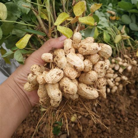 花育50花生种简介花育25花生种简介 伤感说说吧