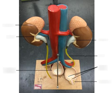Biol 1017 Urinary System Pt 2 Diagram Quizlet