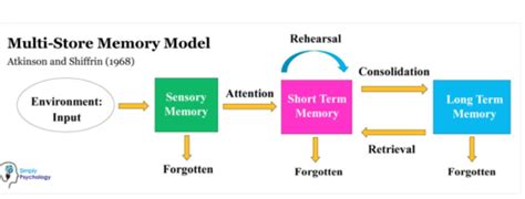 Memory Models Flashcards Quizlet