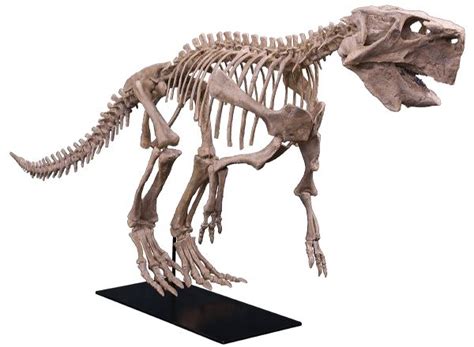 Psittacosaurus Lujiatunensis Adult Skeleton Display Replica Black