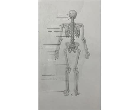 The Axial And Appendicular Skeletons Quiz